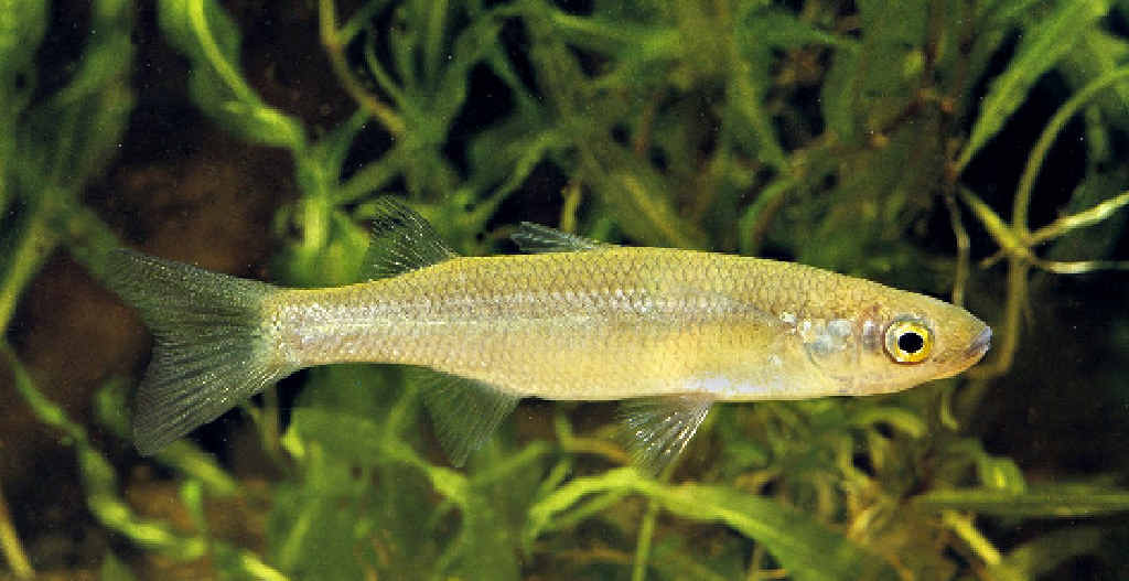 Freshwater mullet threatened by environmental changes | Daily Mercury