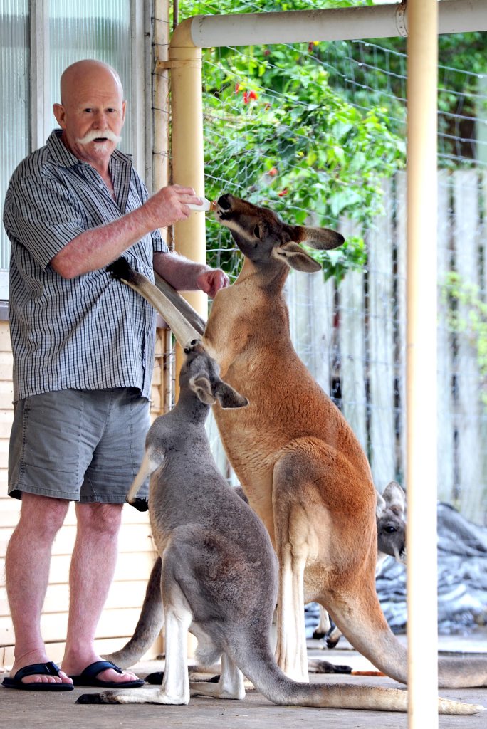 Red Kangaroo Standing Next To Person