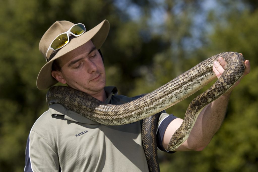 Toowoomba snake warning as slithery visitors start to move | Chronicle