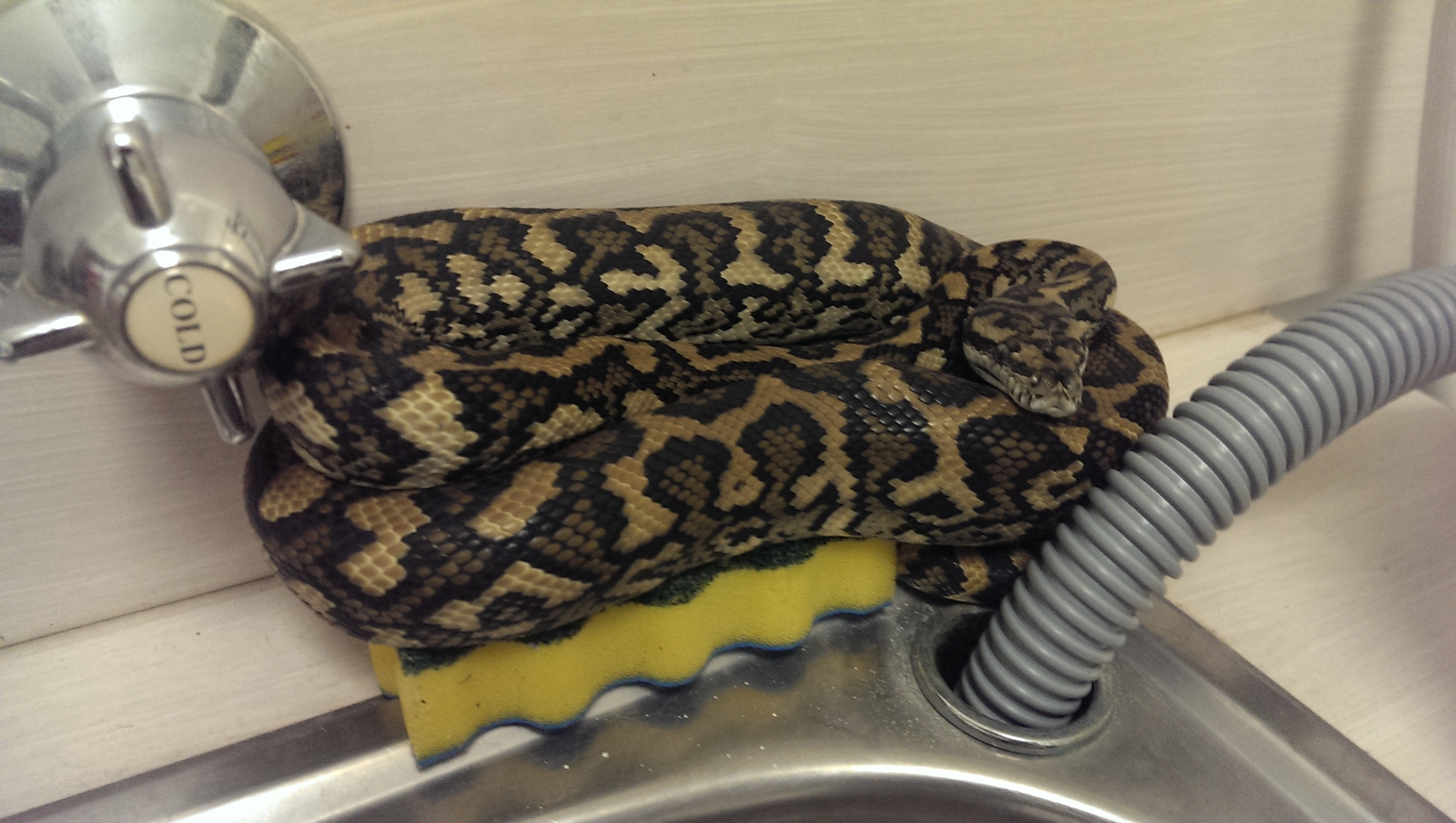 Snakes alive! Laundry light brings surprise guest | Sunshine Coast Daily